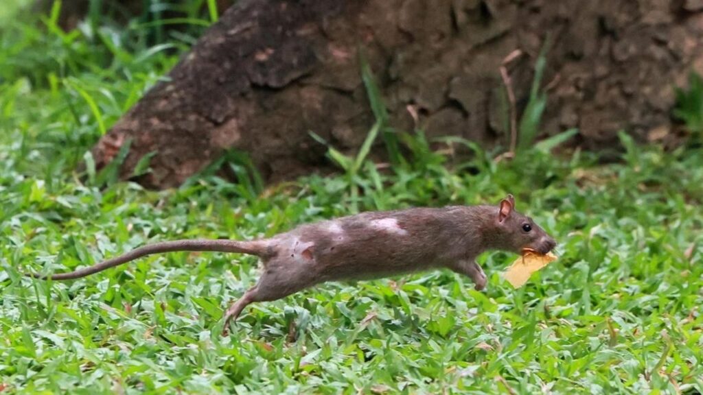 Hougang residents complain about giant rats, some of the rats even ...